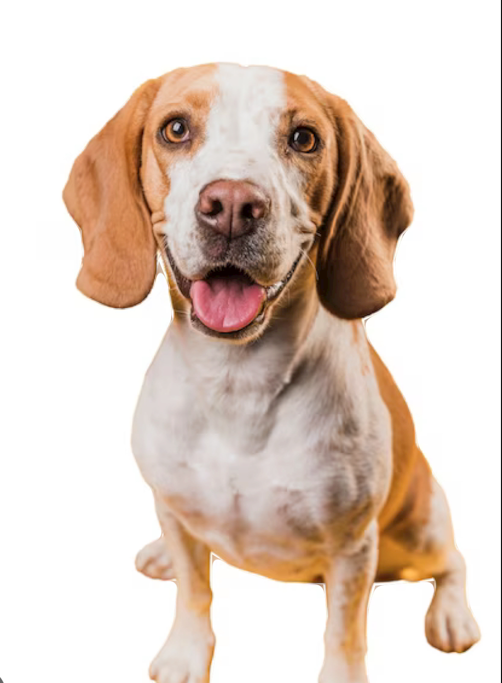 Solved In Matlab, load the image dog.jpg and compute the | Chegg.com
