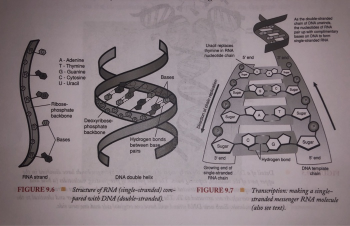 Solved DNA Replication de s 9. How does the double-stranded | Chegg.com