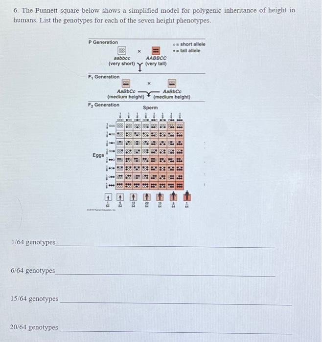 Solved 6. The Punnett square below shows a simplified model | Chegg.com