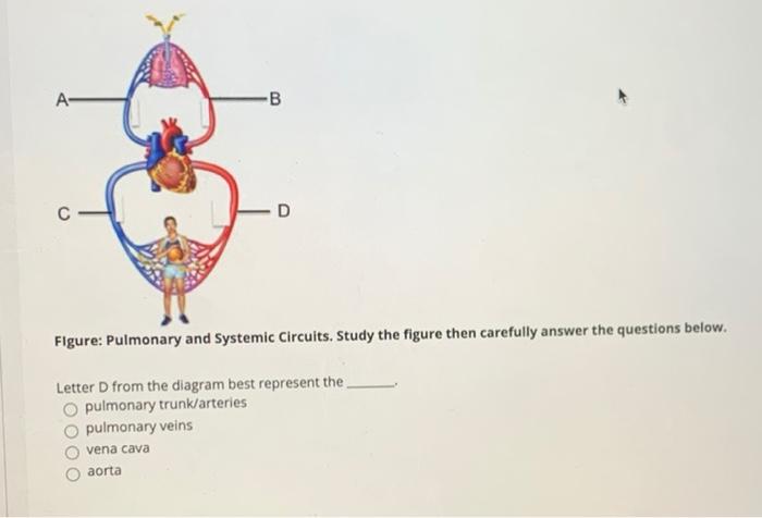 Solved A- 00 D Figure: Pulmonary and Systemic Circuits. | Chegg.com