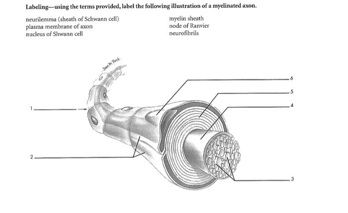 Solved Labeling - using the terms provided, label the | Chegg.com