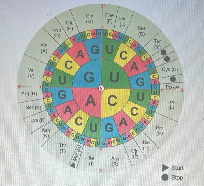 Solved 1-what amino acid does the codon, CGG, code for? | Chegg.com