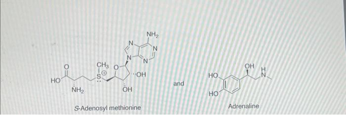 Solved 2) Thalidomide racemizes under biological conditions, | Chegg.com