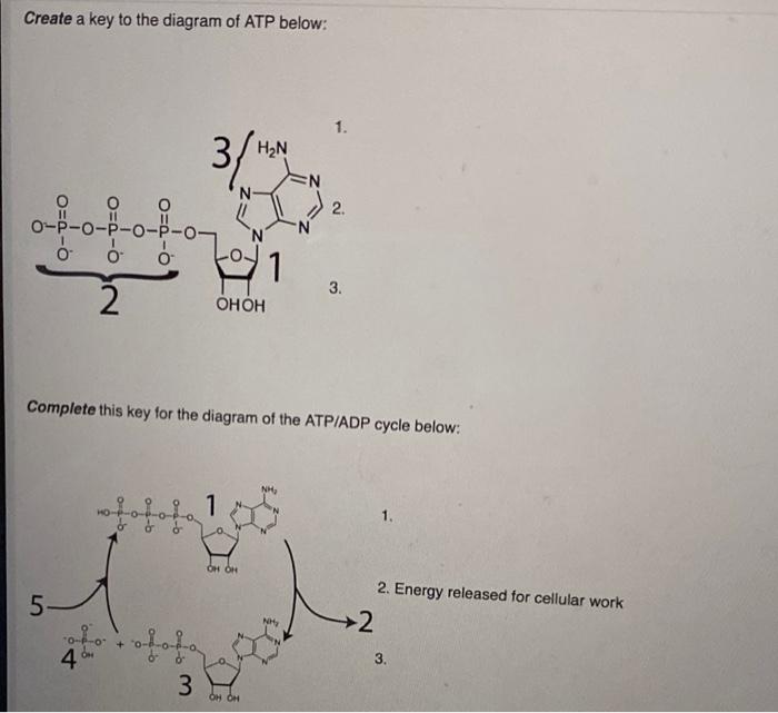 Solved Create a key to the diagram of ATP below: Complete | Chegg.com