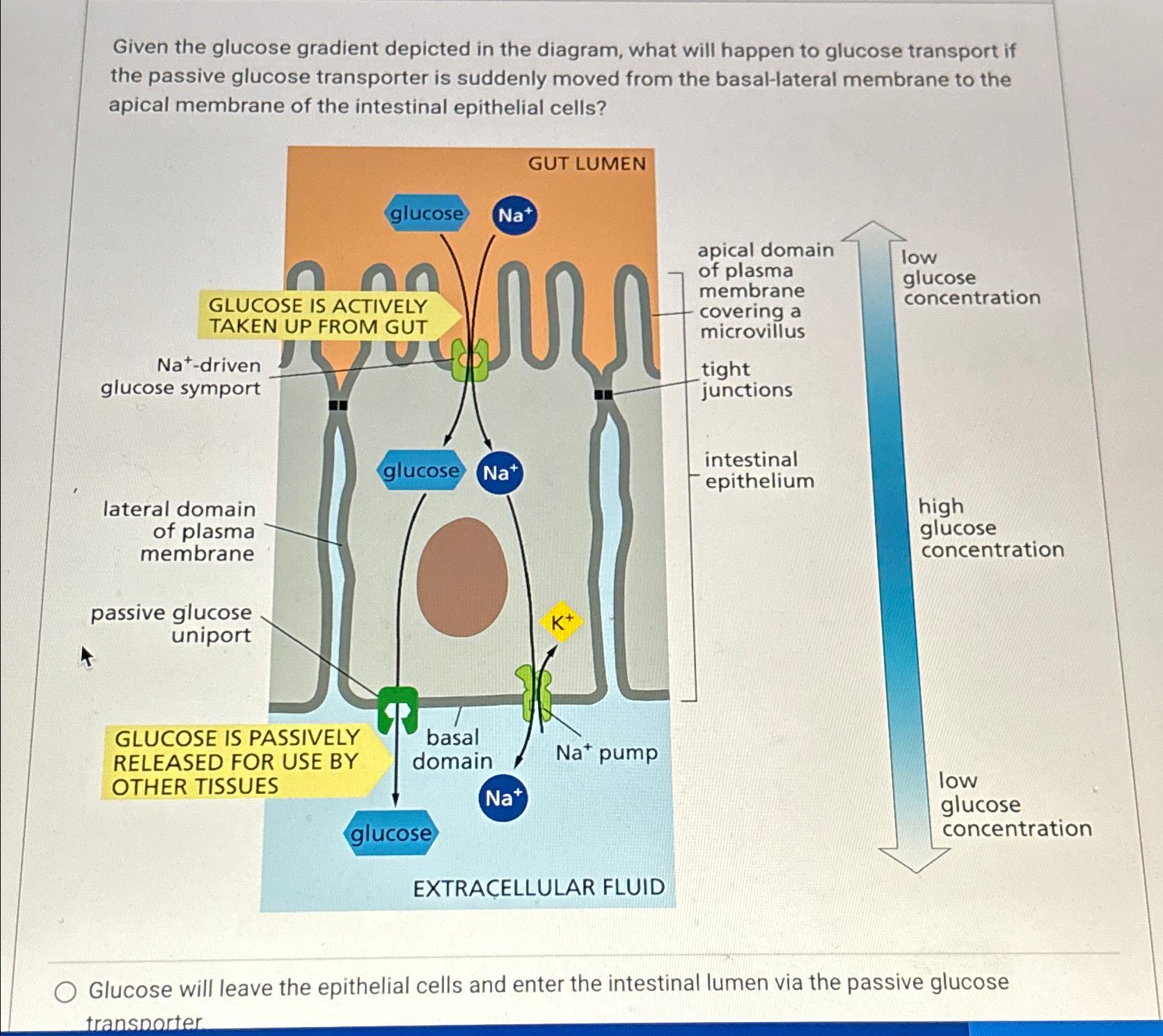 Solved Given the glucose gradient depicted in the diagram, | Chegg.com