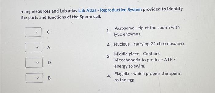 Solved rning resources and Lab atlas Lab Atlas - | Chegg.com