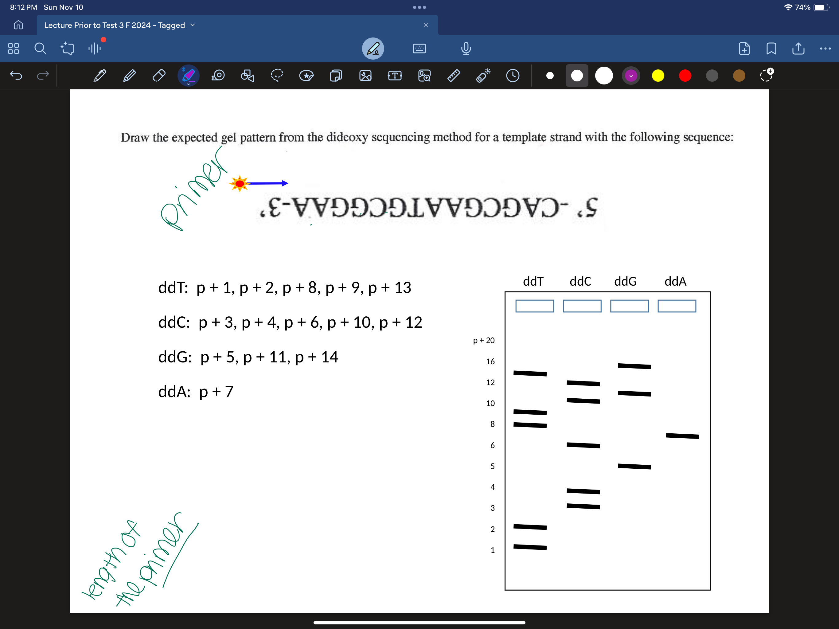 Solved by an EXPERT Draw the expected gel pattern from the dideoxy ...
