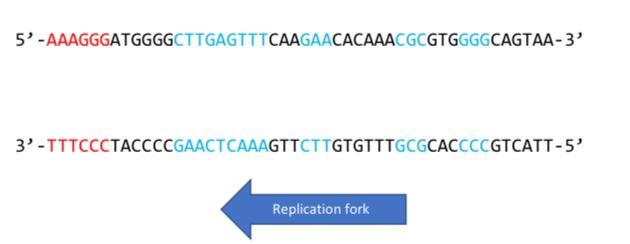 Solved From the above DNA sequence, the red sequence | Chegg.com