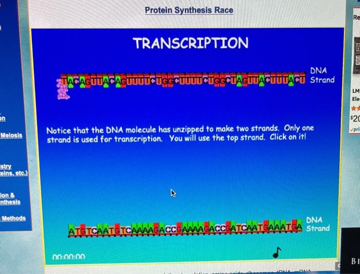 Solved TRANSCRIPTION Notice that the DNA molecule has | Chegg.com