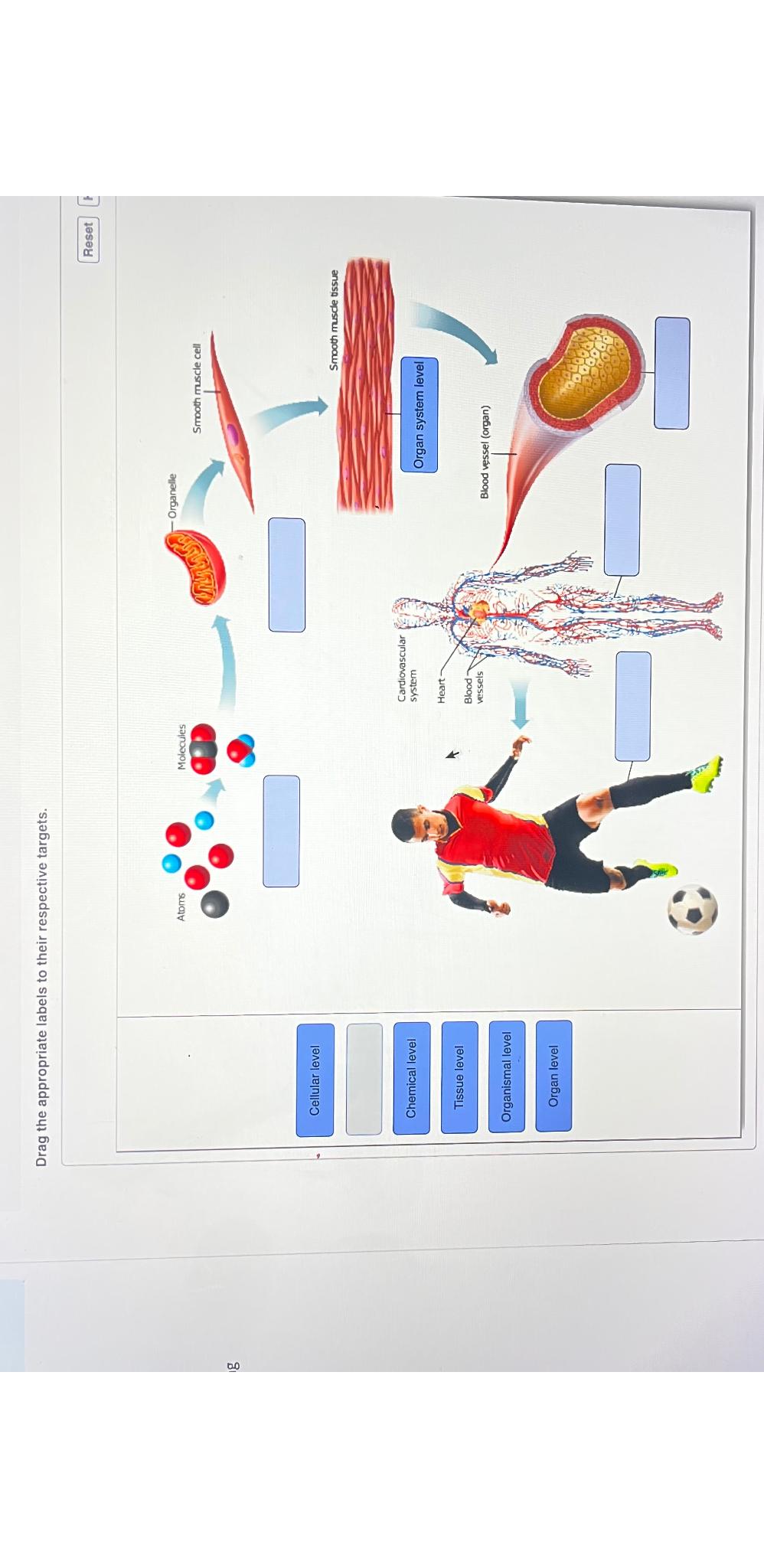Solved Drag the appropriate labels to their respective | Chegg.com