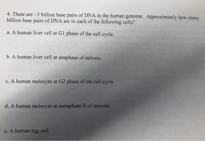 Solved 4. There are -3 billion base pairs of DNA in the | Chegg.com