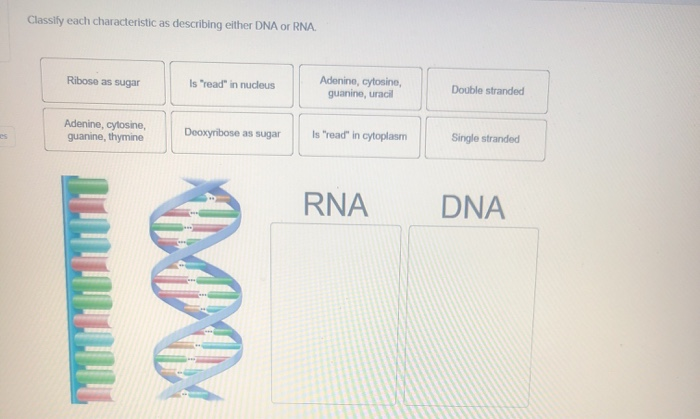Solved Classify each characteristic as describing either DNA | Chegg.com