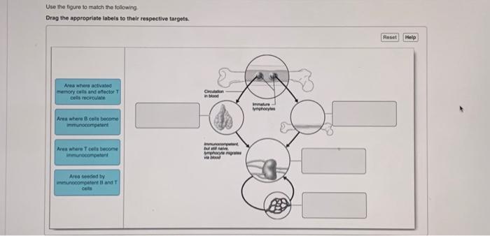 Solved Use the figure to match the following Drag the | Chegg.com