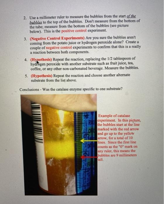 Solved Enzymes: Experiment Instructions (Lab Report) | Chegg.com