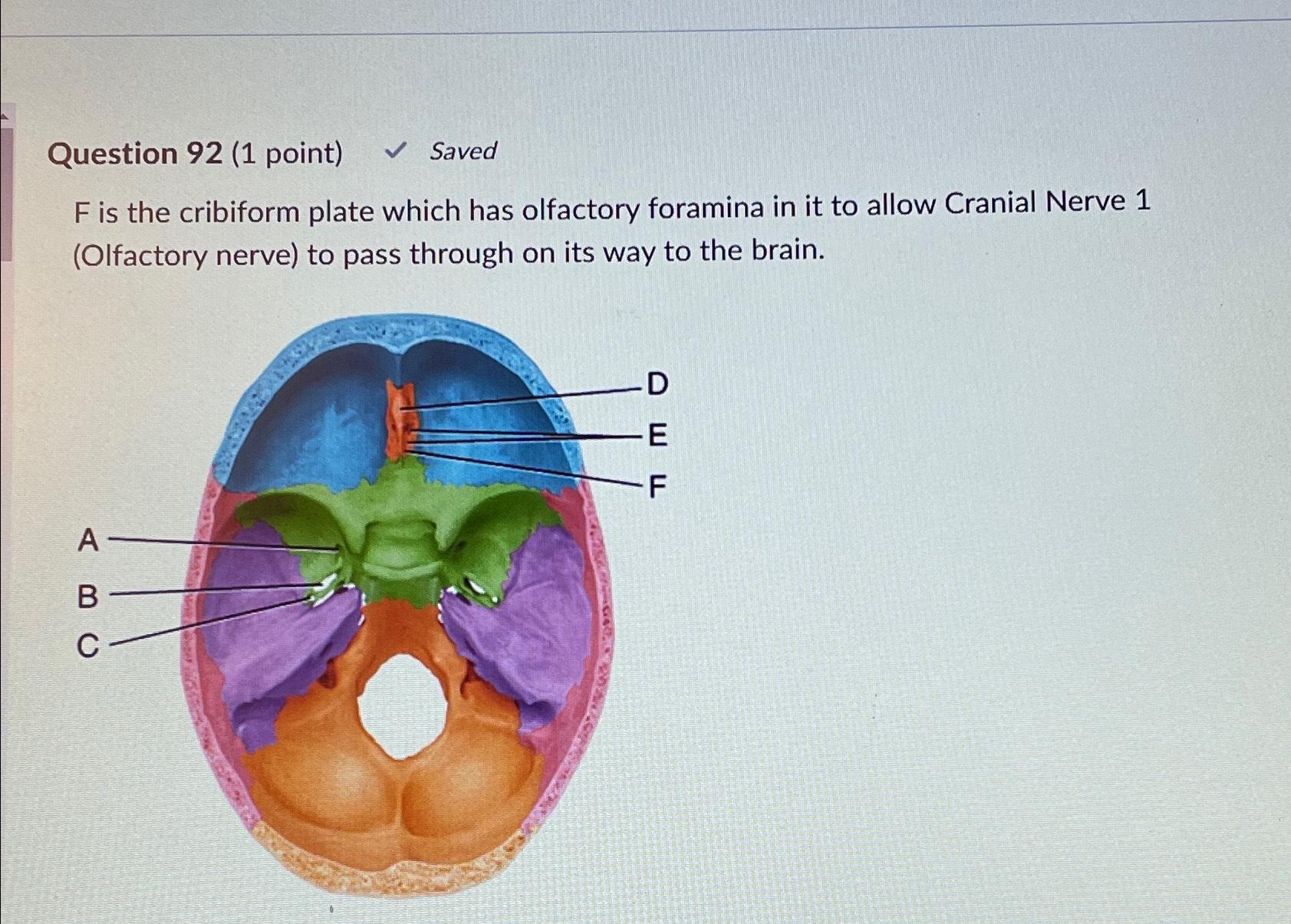 Solved Question 92 (1 ﻿point)SavedF ﻿is the cribiform plate | Chegg.com