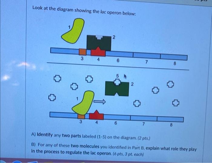Solved Look at the diagram showing the lac operon below: 2. | Chegg.com