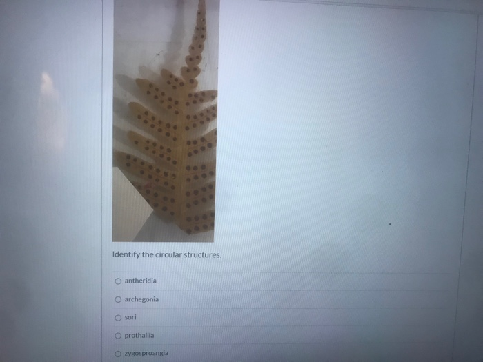 Solved Identify the circular structures. O antheridia O | Chegg.com