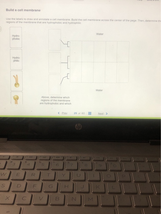 Solved Build a cell membrane Use the labels to draw and | Chegg.com