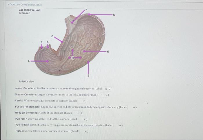 Solved Anterior View Lesser Curvatuce: Smaller curvature- | Chegg.com