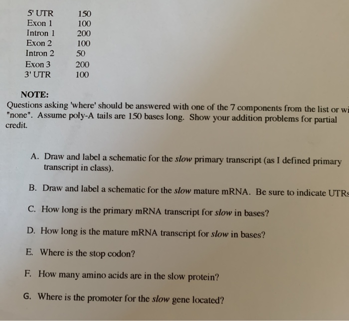 Solved 150 S'UTR Exon 1 Intron 1 Exon 2 Intron 2 Exon 3 3' | Chegg.com