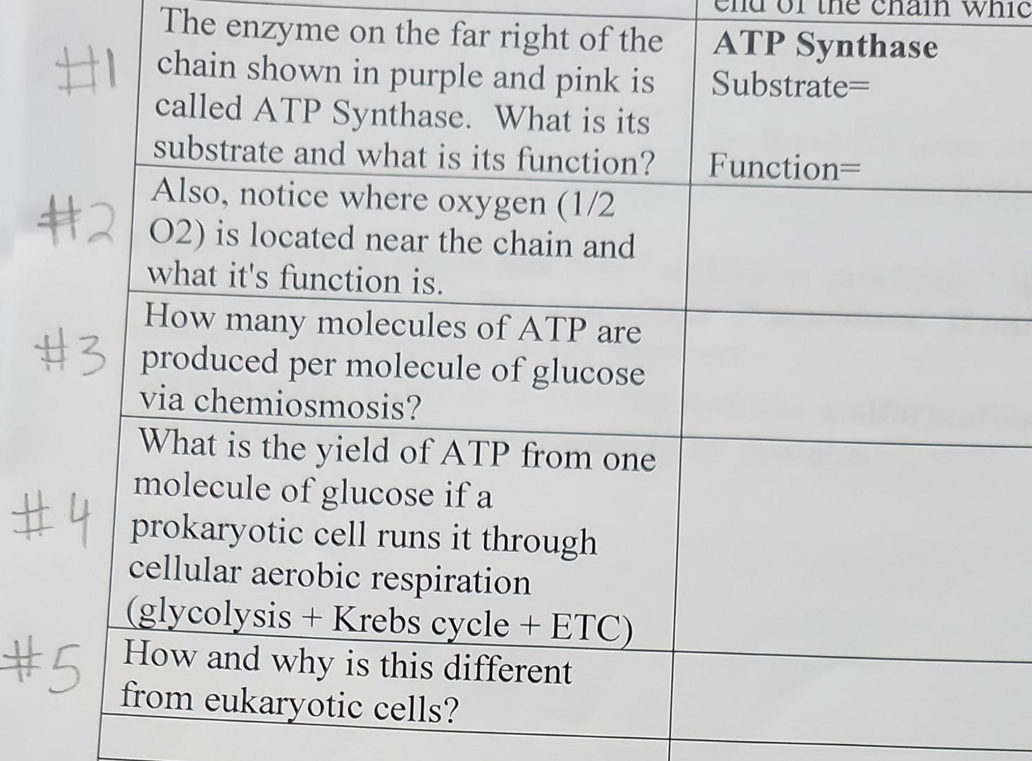 Solved The enzyme on the far right of the ATP Synthase chain | Chegg.com