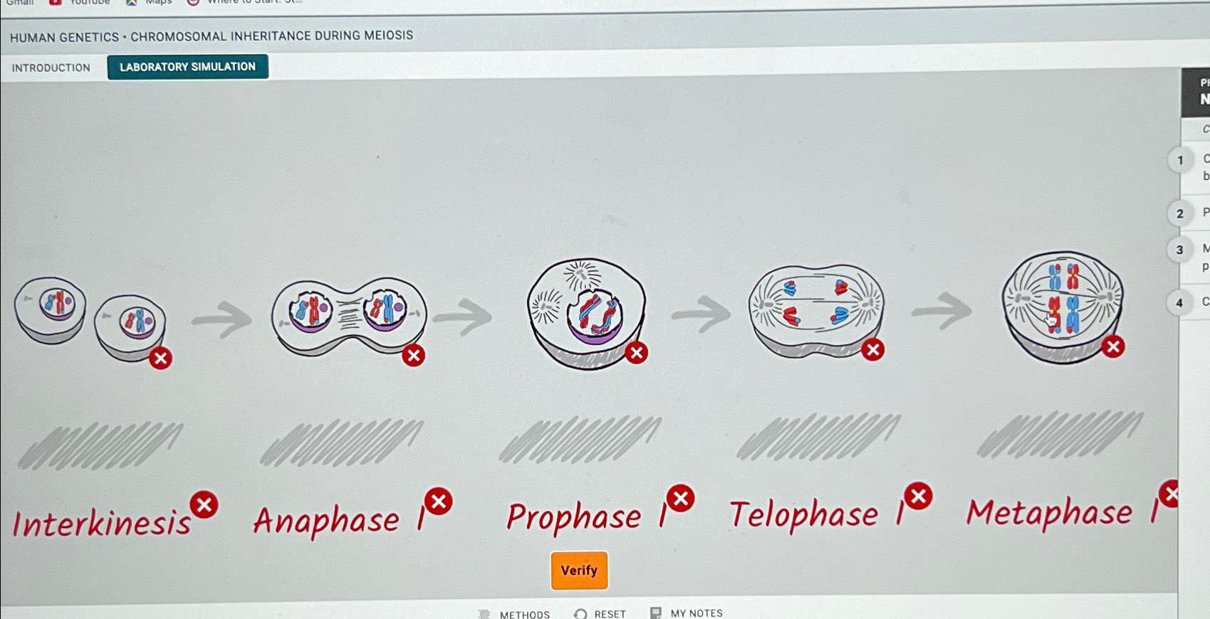 Solved HUMAN GENETICS · ﻿CHROMOSOMAL INHERITANCE DURING | Chegg.com