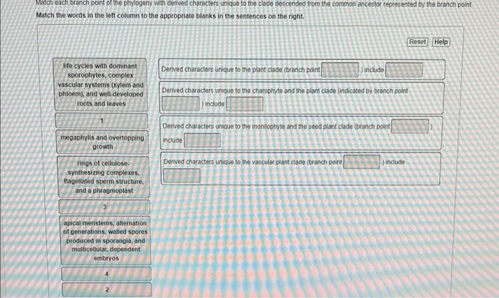 Match each branch point of the phylogeny with derived | Chegg.com