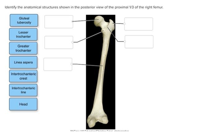 Solved Identify the anatomical structures shown in the | Chegg.com Solved Identify the anatomical structures shown in the | Chegg.com