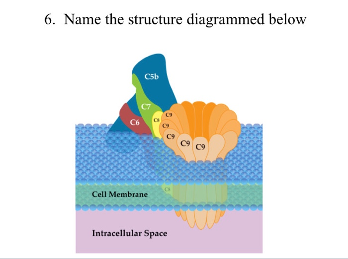 Solved 1. Complement activation cascade is initiated by the | Chegg.com