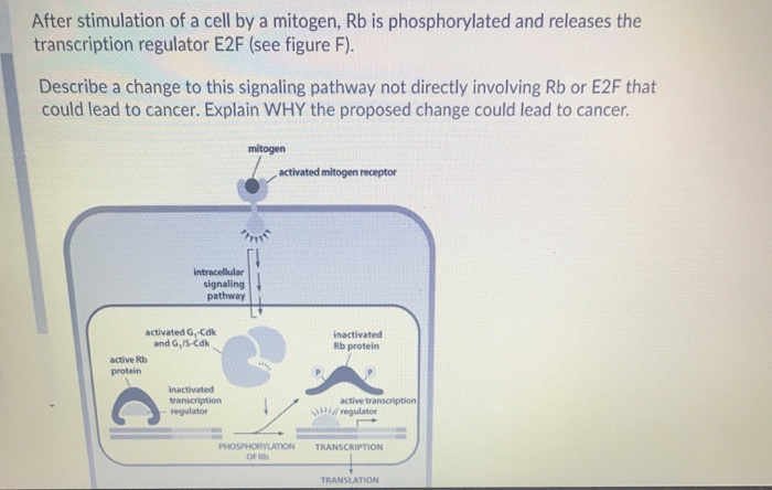 Solved After stimulation of a cell by a mitogen, Rb is | Chegg.com