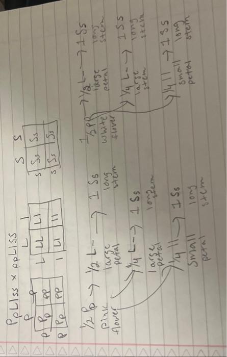 Solved Based upon your branched diagram and the following | Chegg.com