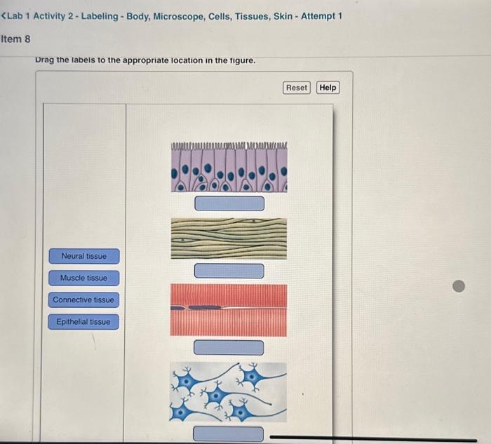 Solved KLab 1 Activity 2 - Labeling - Body, Microscope, | Chegg.com