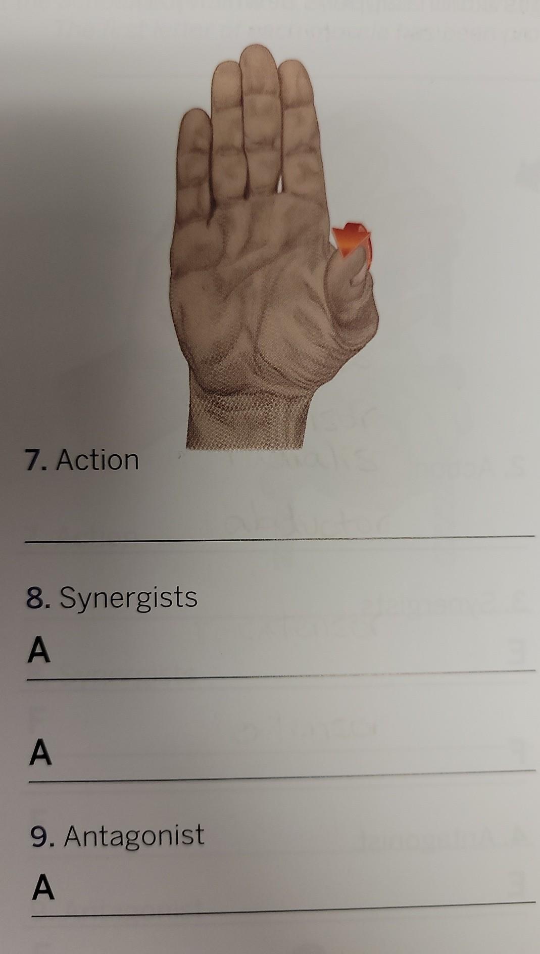 Solved 7. Action 8. Synergists A A 9. Antagonist A | Chegg.com