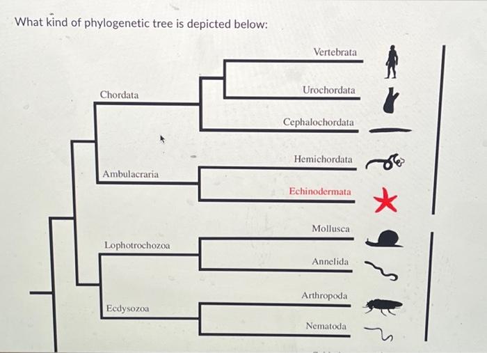 Solved What kind of phylogenetic tree is depicted below: | Chegg.com