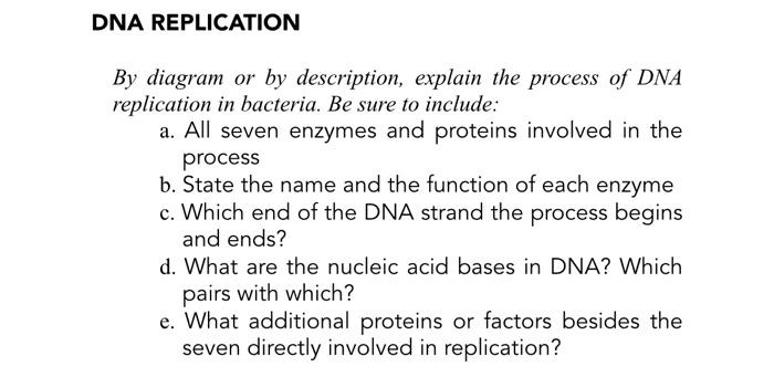 Solved DNA REPLICATION By diagram or by description, explain | Chegg.com