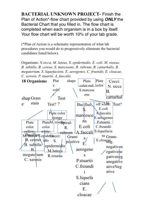 BACTERIAL UNKNOWN PROJECT- Finish the Plan of | Chegg.com