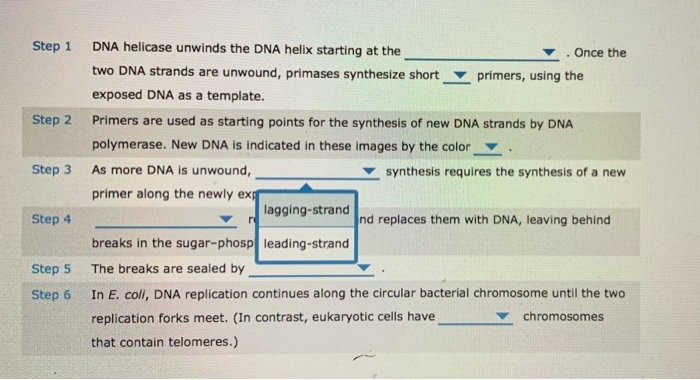 Solved Step 1 Step 2 Step 3 DNA helicase unwinds the DNA | Chegg.com