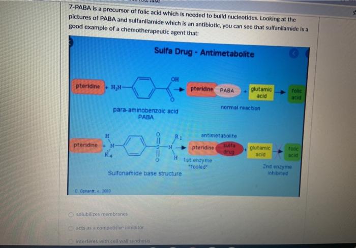 Solved 7-PABA is a precursor of folic acid which is needed | Chegg.com