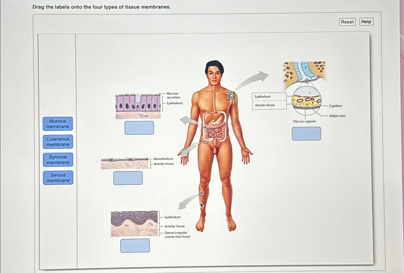 Solved Drag the labels onto the four types of tissue | Chegg.com