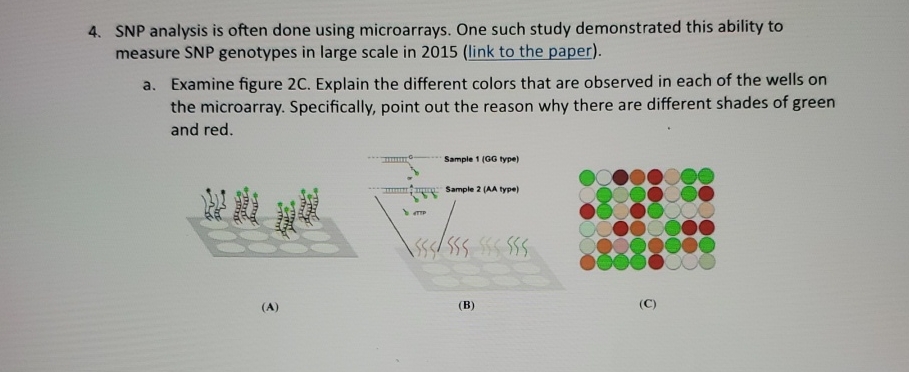 Solved SNP analysis is often done using microarrays. One | Chegg.com