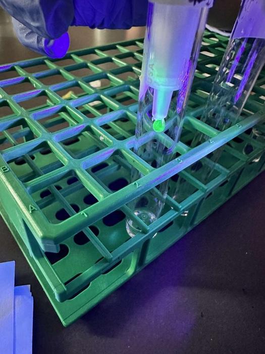 Solved Biology 2245 Lab Session 3 Title: GFP PROTEIN | Chegg.com