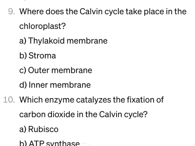 Solved Where does the Calvin cycle take place in the | Chegg.com