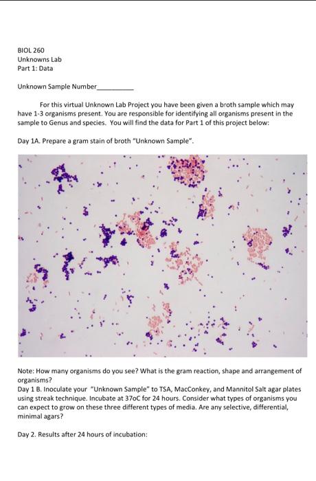 Solved BIOL 260 Unknowns Lab Part 1: Data Unknown Sample | Chegg.com