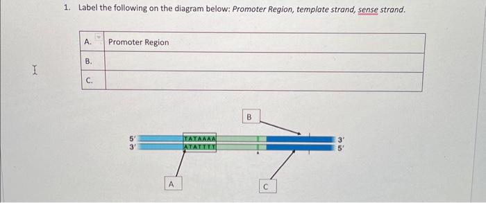 Solved 1. Label the following on the diagram below: Promoter | Chegg.com