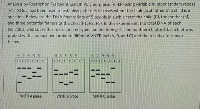 Solved Analysis by Restriction Fragment Length Polymorphism | Chegg.com