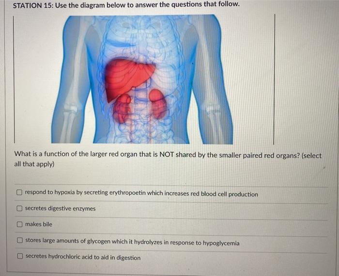 Solved what is the function of the larger red organ that is | Chegg.com