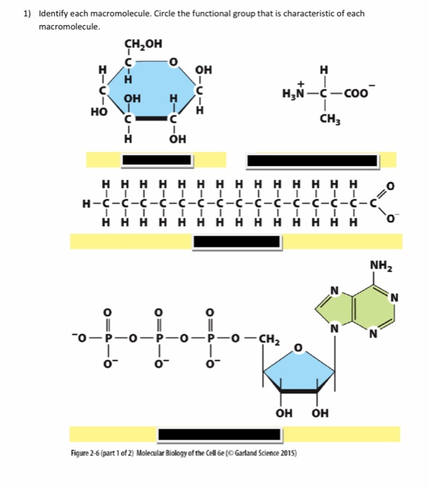 Solved 1) Identify each macromolecule. Circle the functional | Chegg.com