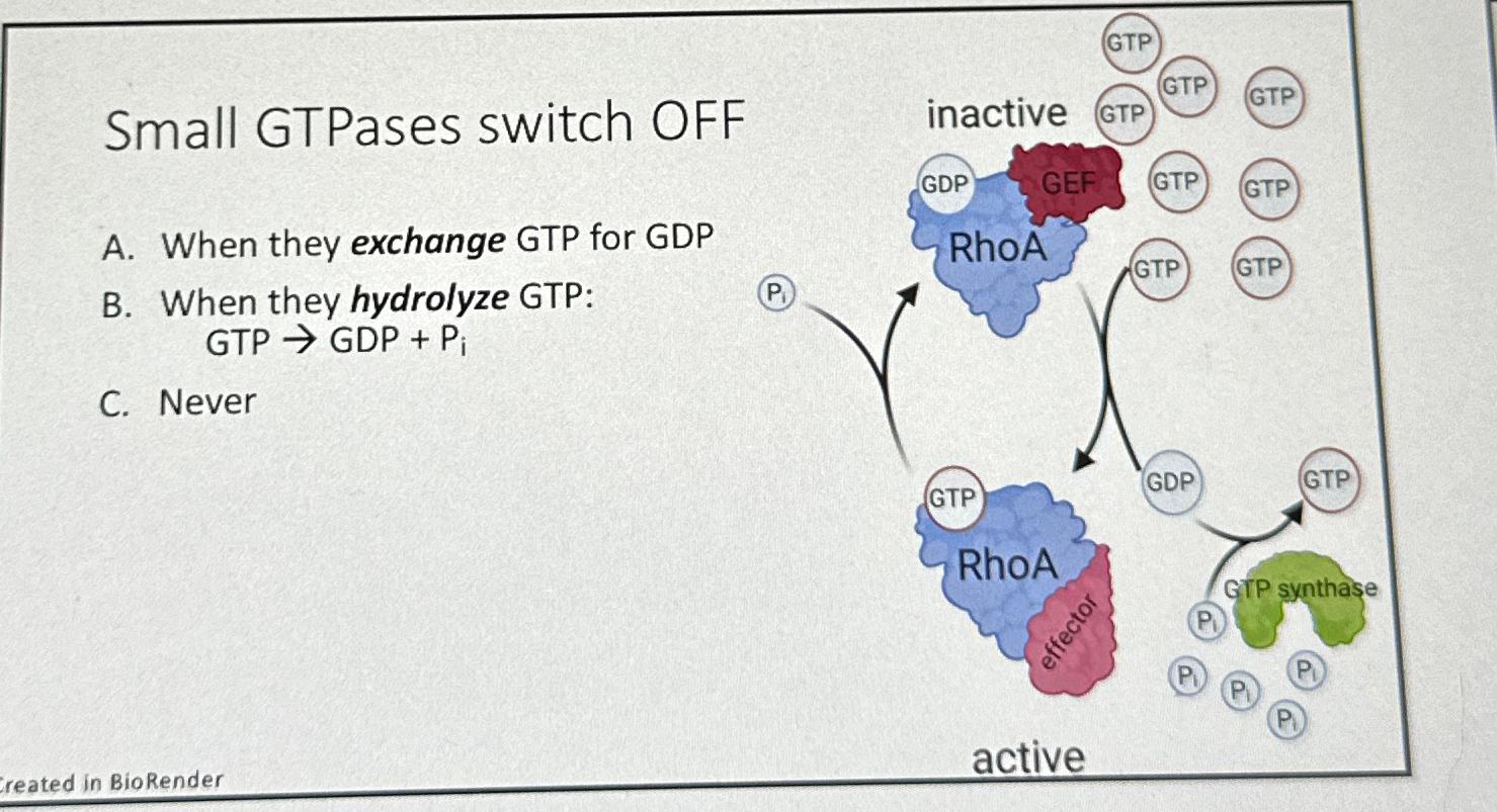 Solved Small GTPases switch OFFA. ﻿When they exchange GTP | Chegg.com