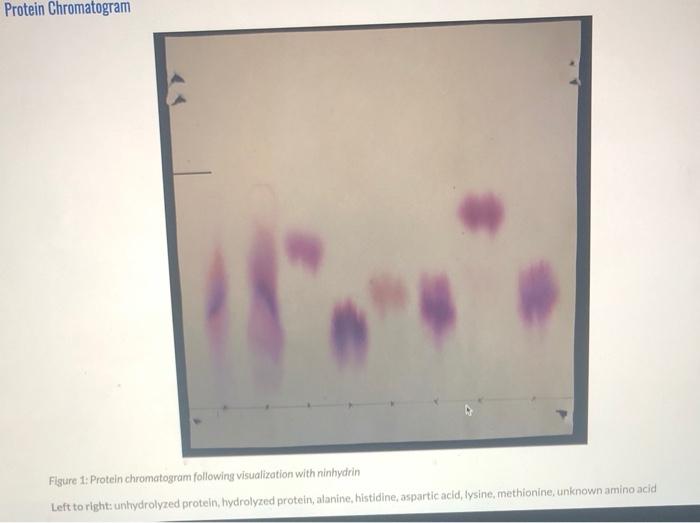Solved Protein Chromatogram Figure 1: Protein chromatogram | Chegg.com