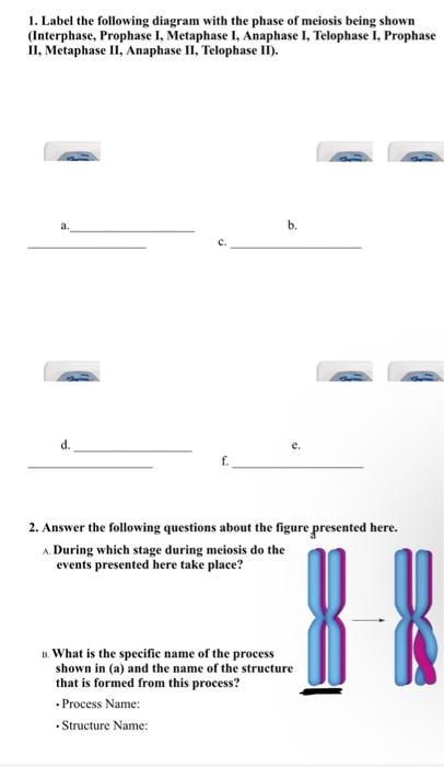 1. Label the following diagram with the phase of | Chegg.com